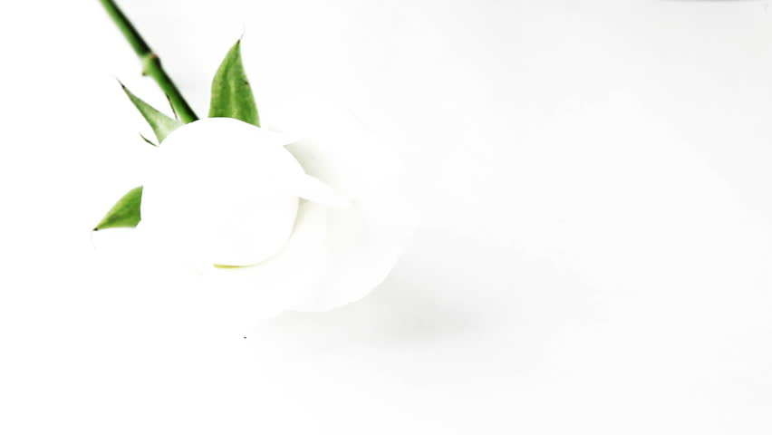 Stock video of high contrast blood stained white rose | 3796082 ...