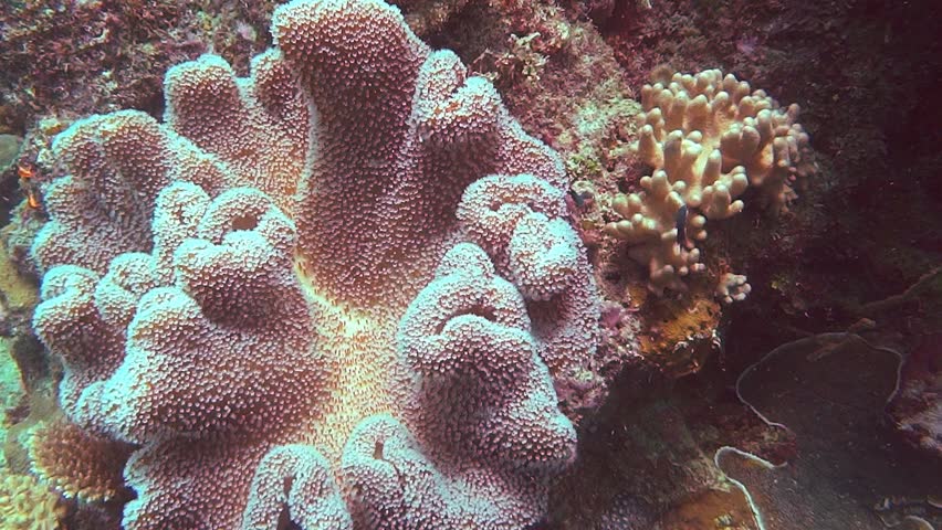 Coral Microscope