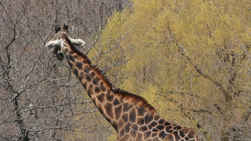 Giraffe 1. a Giraffe Chewing Stock Footage Video (100% Royalty-free ...