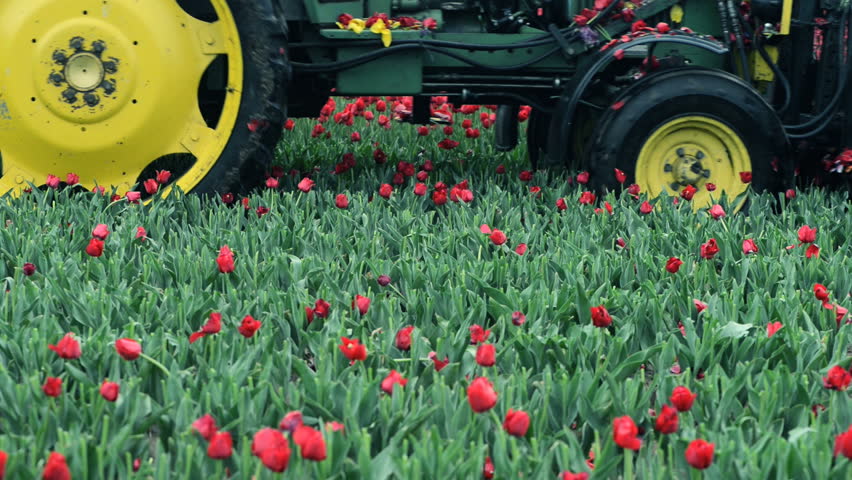 Tractor Topping Flowerbulbs Stock Footage Video (100% Royalty-free ...