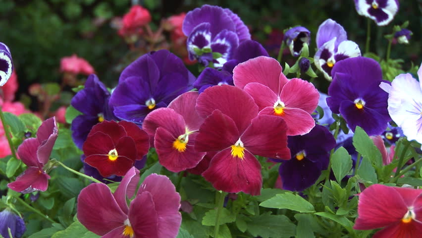 Colorful Pansies Stock Footage Video (100% Royalty-free) 38712 ...