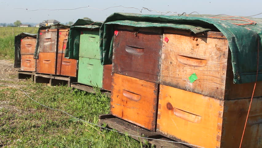 Man-made Beehive Boxes are Lined Stock Footage Video (100% Royalty-free ...