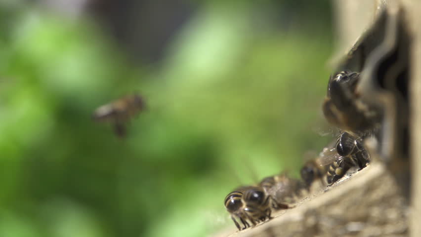 Honey Bees Swarming and Flying Stock Footage Video (100% Royalty-free ...