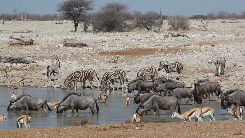 Stock video of zebra, wildebeest, springbok and gemsbok antelopes ...