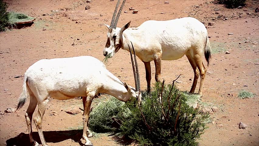 Endangered Arabian Oryx (oryx Leucoryx) Stock Footage Video (100% ...