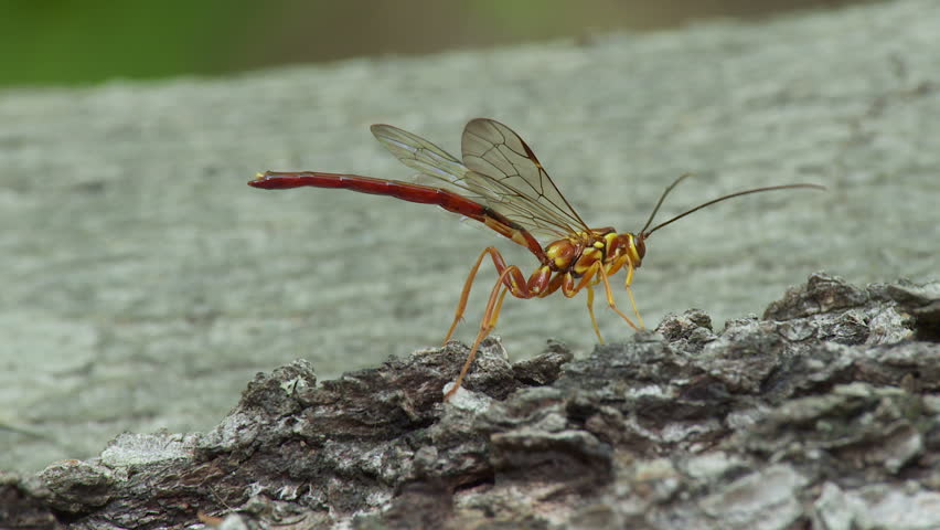 Mysterious double wasp? ID help : r/insects