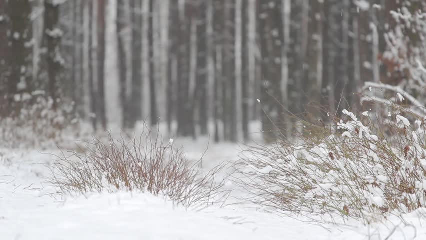 Small Snowflakes Falling, The Snow Is Blowing, Thin Twigs In The ...