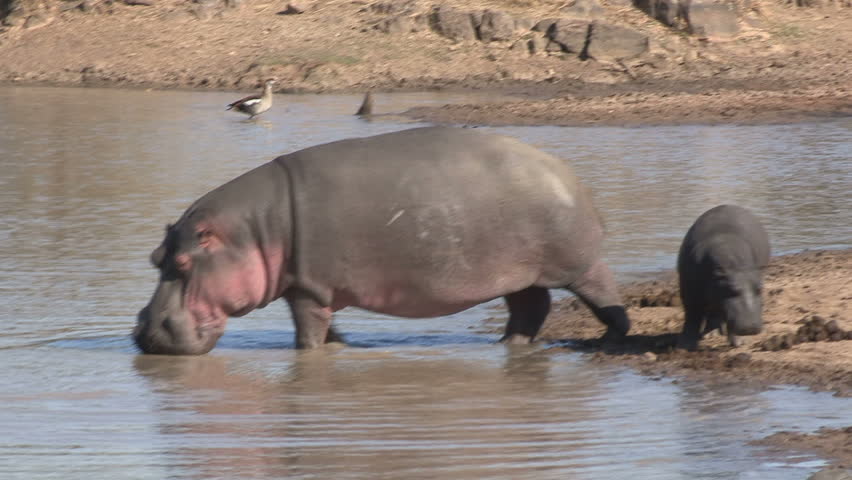 Hippo Pooping Stock Footage Video 13037807 | Shutterstock