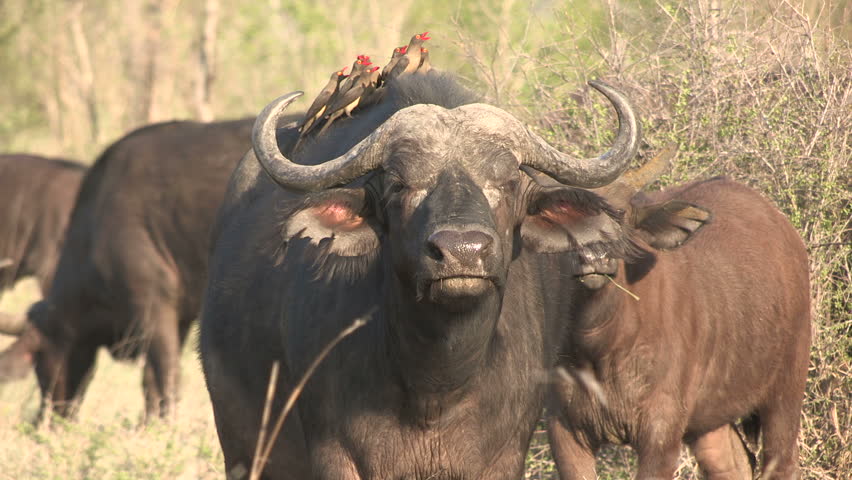 Stock video of buffalo laying in green grass | 4050262 | Shutterstock