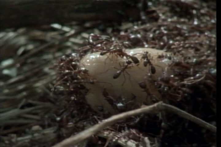 Driver Ants Completely Cover and Stock Footage Video (100% Royalty-free ...