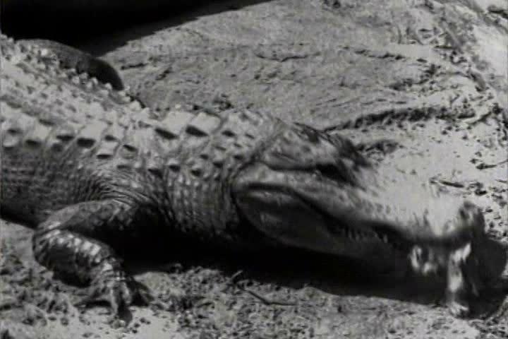 1930s - Life Along The Amazon River In Brazil During The Rubber Boom Of ...