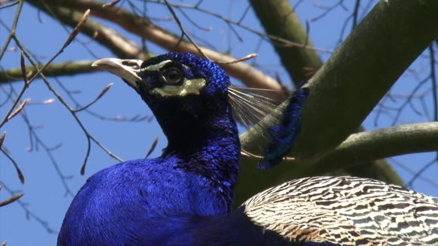 Blue Peacock Perched On Branch Stock Footage Video (100% Royalty-free ...