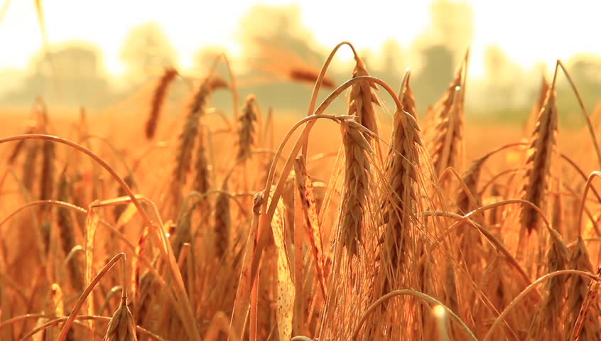 Ripe Barley On the Field Stock Footage Video (100% Royalty-free ...