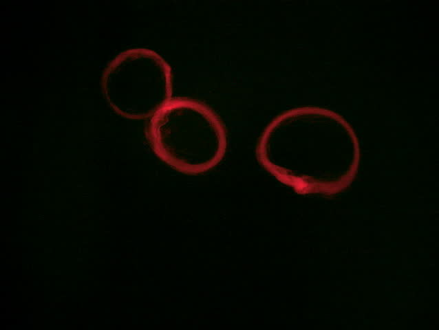 Stock video of close up of smoke rings made | 43242 | Shutterstock