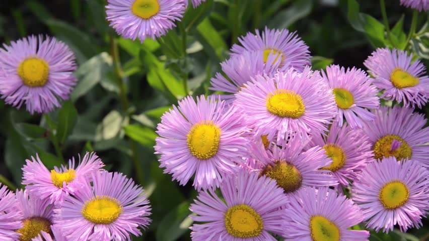 Aspen Fleabane (erigeron Speciosus Rosa Stock Footage Video (100% ...