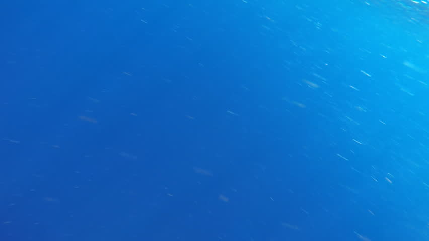 Stock video of blackfin tuna in florida keys | 4385462 | Shutterstock