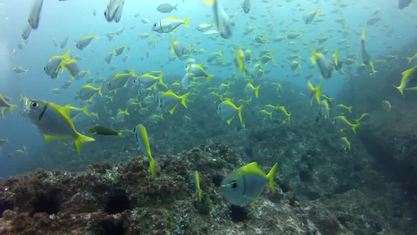 Stock video of large school of yellow tail fish | 4398722 | Shutterstock
