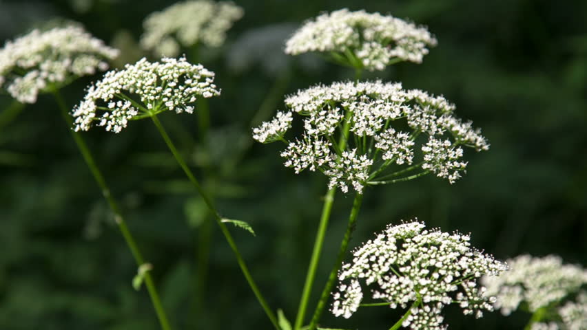 Apiaceae Plant Stock Footage Video 4323548 | Shutterstock