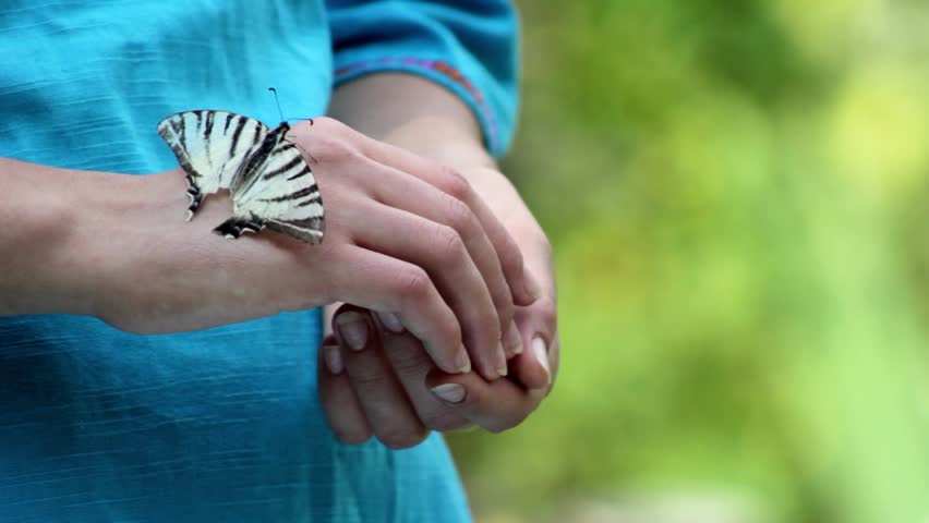 Stock video of releasing from hands butterfly,butterfly on the ...