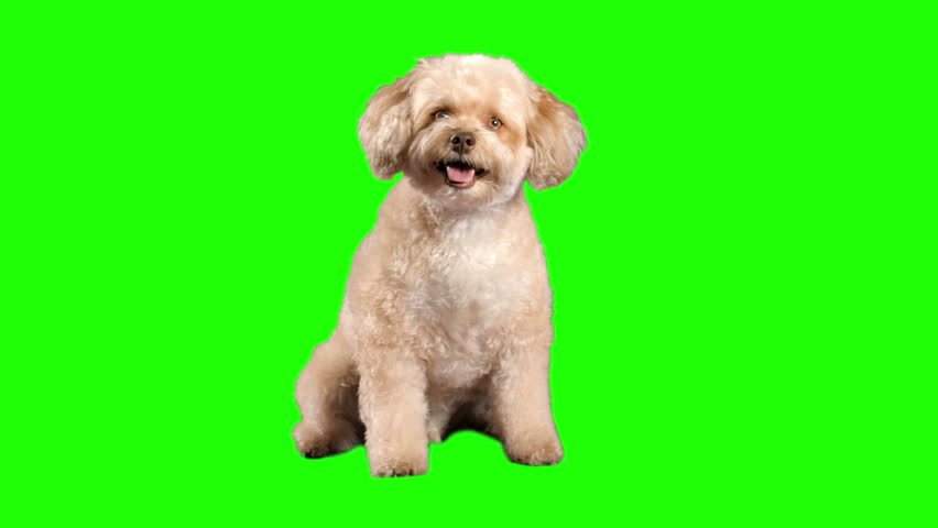 Dog On Green-screen Stock Footage Video (100% Royalty-free) 4522022 ...