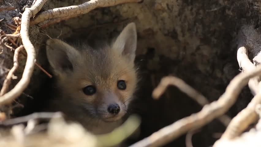 Stock video of cute curious young red fox kit | 4597892 | Shutterstock