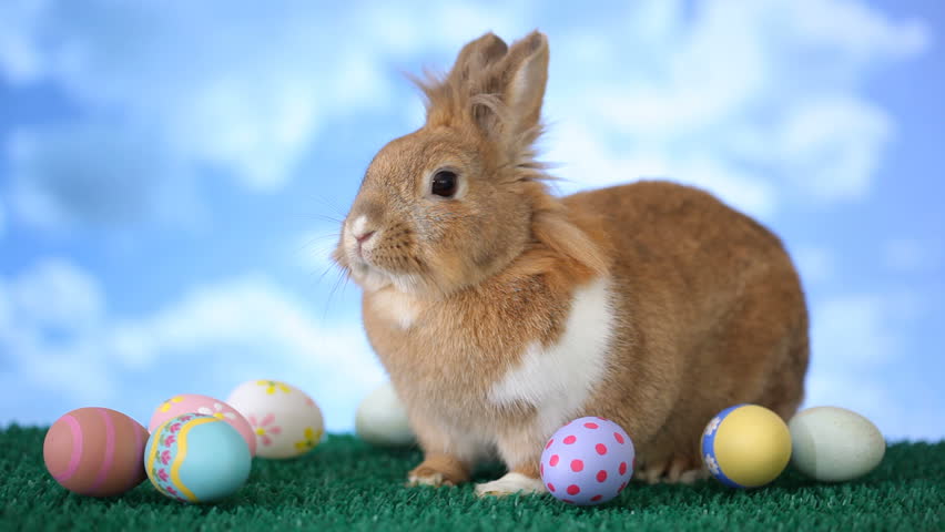 Easter Bunny with Eggs Stock Footage Video (100% Royalty-free) 4632842 ...