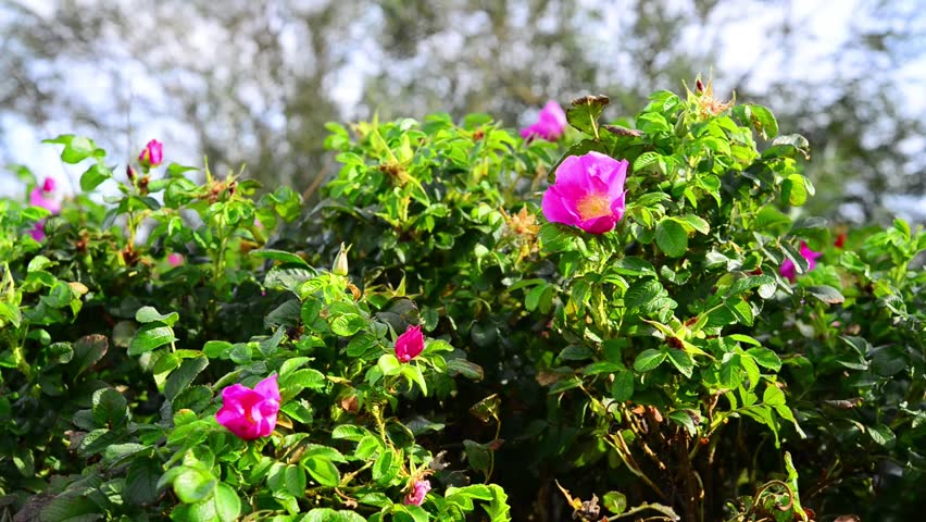 Cistus Creticus (Pink Rock-Rose, Hoary Rock-Rose) Stock Footage Video ...
