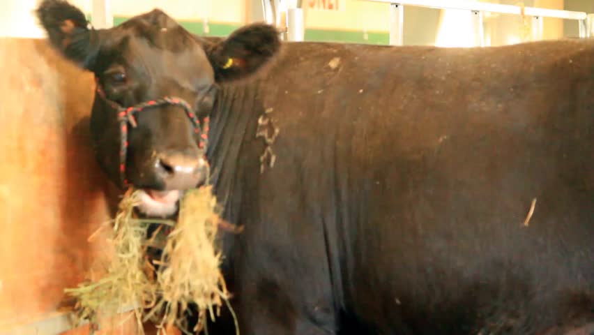 Stock video of black angus cow eating hay | 4671482 | Shutterstock