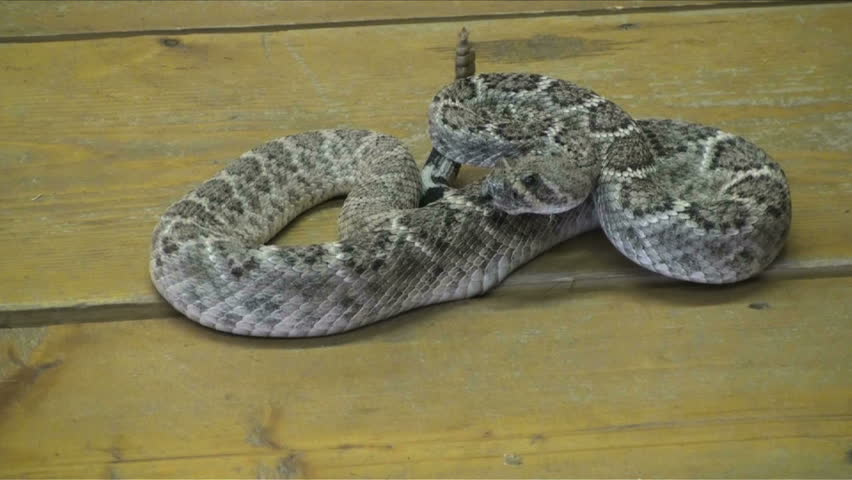 Rattlesnake Shakes its Tail, Slithers Stock Footage Video (100% Royalty ...
