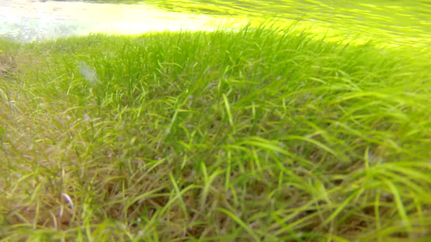 A Beautiful Clear Ground Spring Stock Footage Video (100% Royalty-free ...