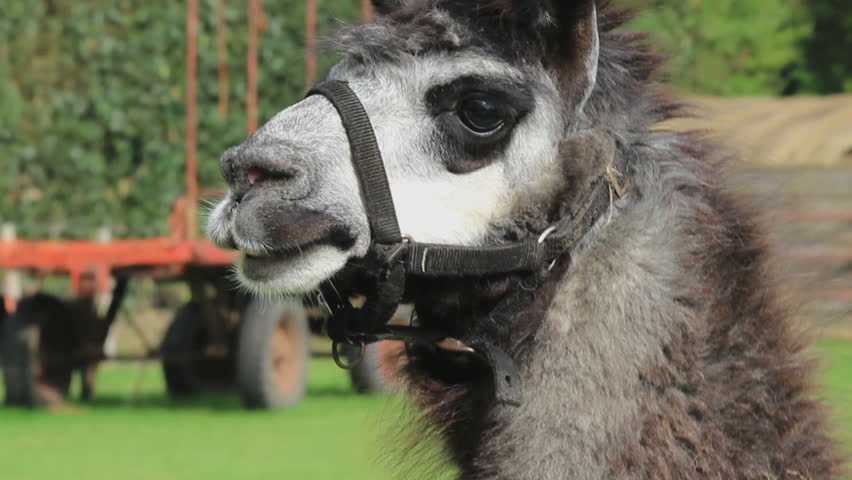Lama Chewing Stock Footage Video (100% Royalty-free) 4769882 | Shutterstock
