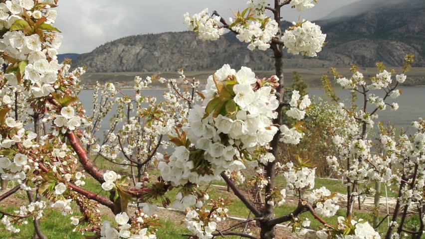 Стоковое видео на тему «Osoyoos Cherry Orchard Blossoms, Okanagan ...