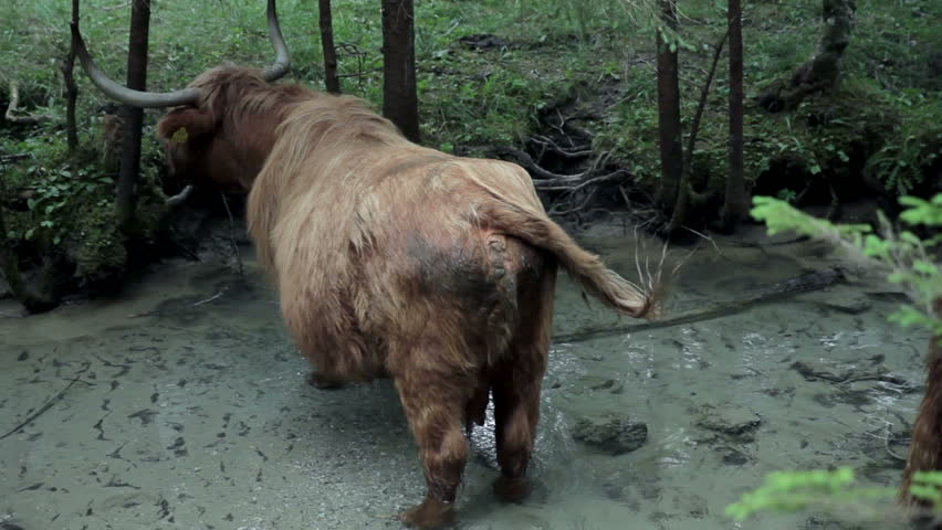 Big Brown Bull Enjoying Chilling Stock Footage Video (100% Royalty-free ...