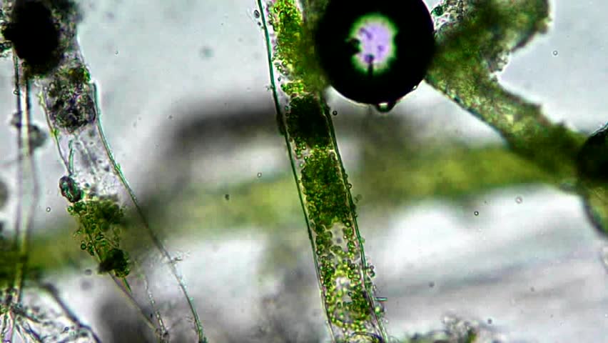 Stock video of seaweed (algae) under microscope, magnification 100x ...