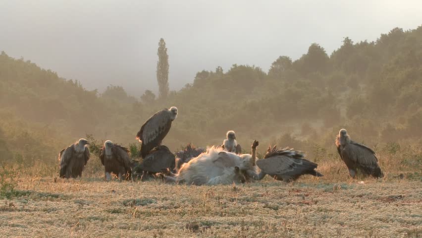 Vultures Eating Carcass in the Stock Footage Video (100% Royalty-free ...