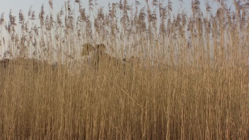 Reed Harvest, Reed Cutting in Stock Footage Video (100% Royalty-free ...