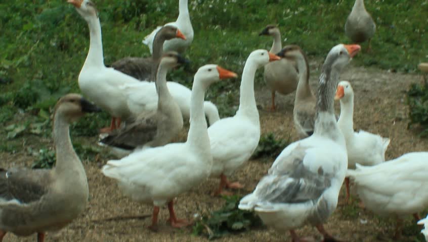Flight of White Geese On Stock Footage Video (100% Royalty-free ...