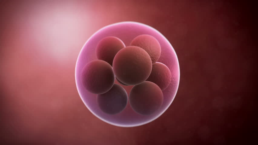 Stock video of human cell - 8 cell stage | 5364362 | Shutterstock