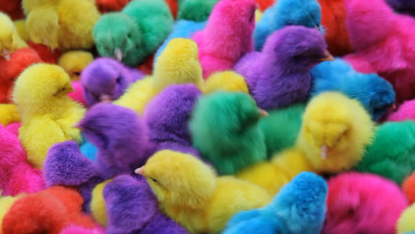 Dyed Chicken
