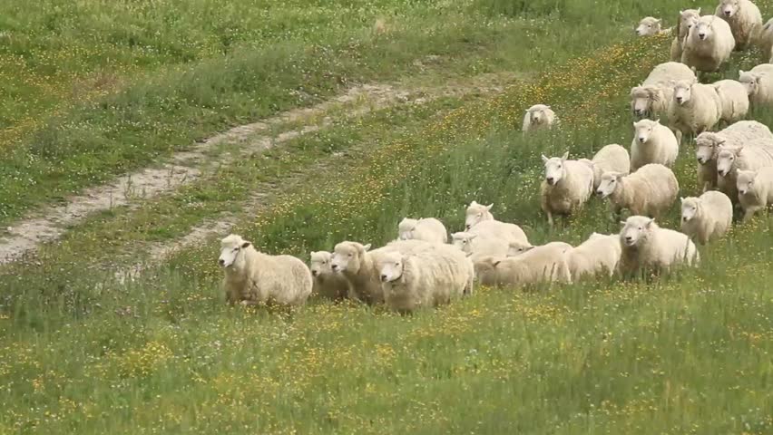 Stock Video Clip of shepherd dogs moving a sheep herd to | Shutterstock