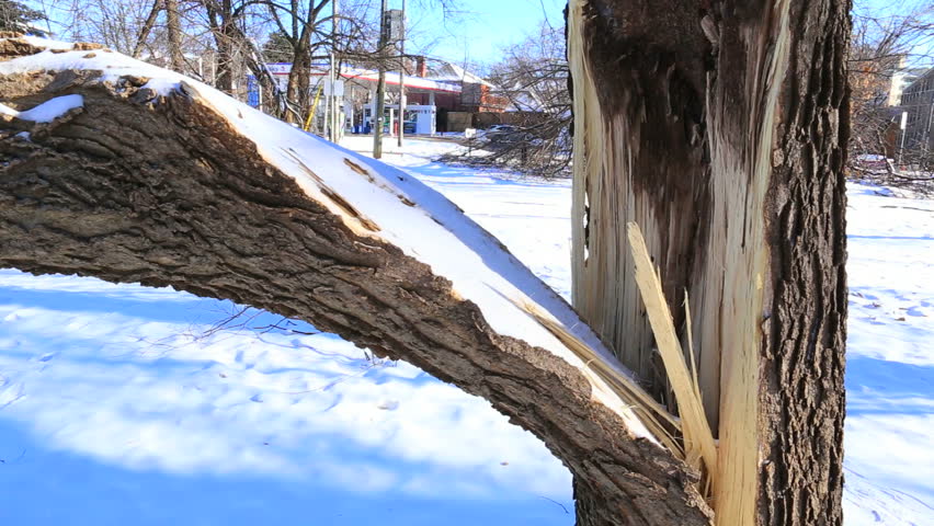 Damaged Tree from Winter Ice Stock Footage Video (100% Royalty-free ...