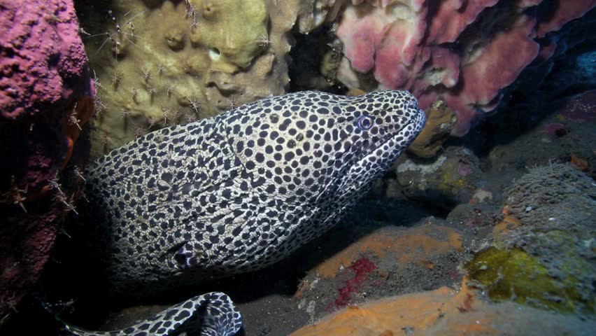 Giant Black Spotted Moray Eel Underwater Amongst Coral Reef In Tulamben ...