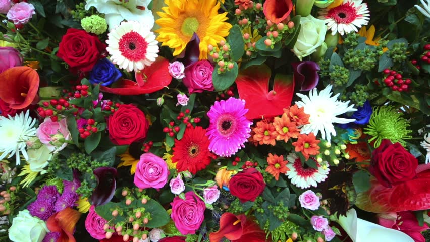 Beautiful Bright Flowers Images | Best Flower Site