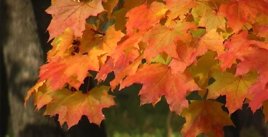 Autumn. Fall Scene. Beauty Nature Scene Trees And Leaves. Nature ...