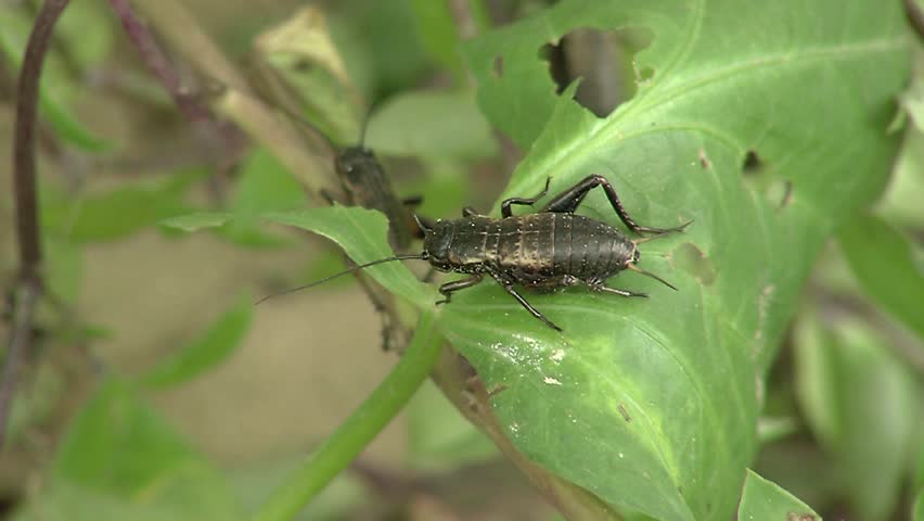 Carnivorous Bush Cricket Eating A Stick Insect In The Rainforest ...