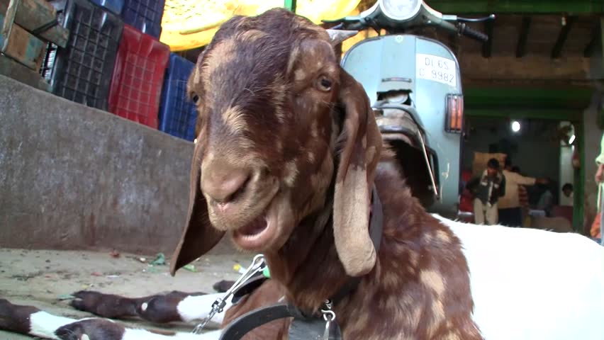 Stock video of delhi - nov 13: goat on | 5692052 | Shutterstock