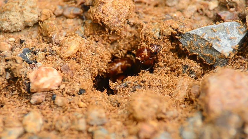 Carebara Castanea Stock Video Footage - 4K and HD Video Clips ...