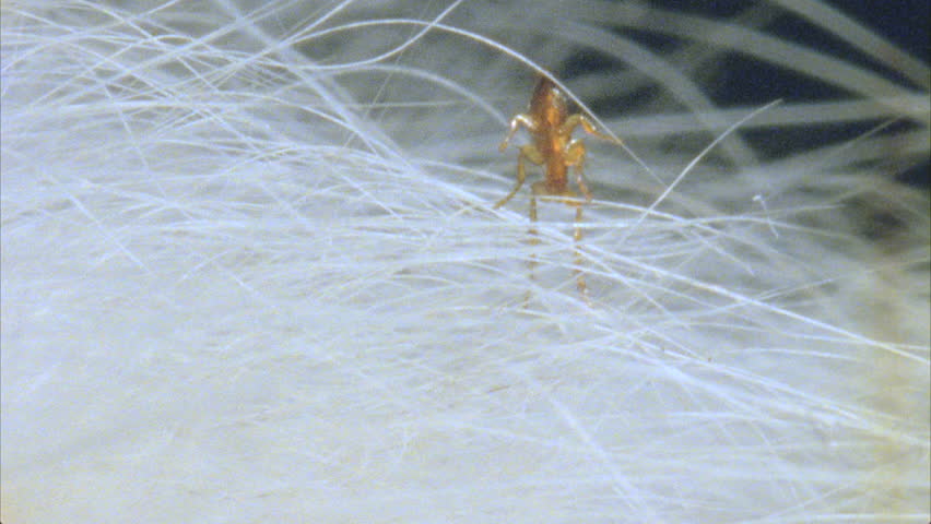 Flea Crawling Through Cat Fur Stock Footage Video (100% Royalty-free ...