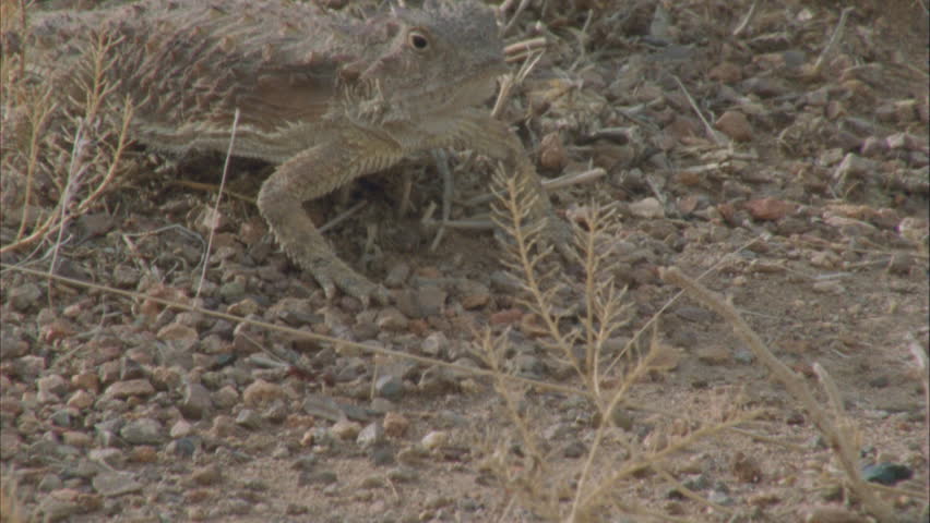 Horned Lizard Eating Ants as Stock Footage Video (100% Royalty-free ...