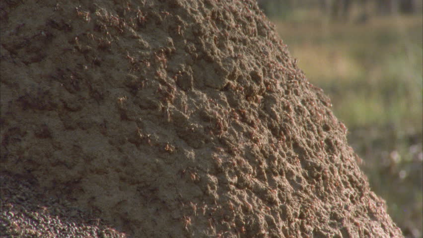 Angry Ants Pouring Out of Stock Footage Video (100% Royalty-free ...